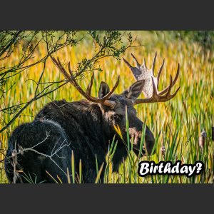 Birthday Humor Archives - BJ Card Company